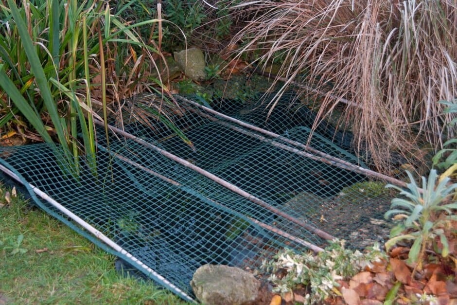 Duckweed | RHS Advice