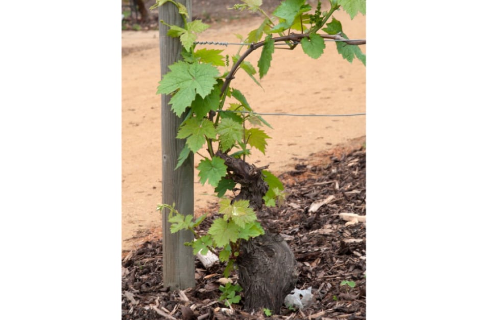 Grapes: Guyot training and pruning | RHS Advice