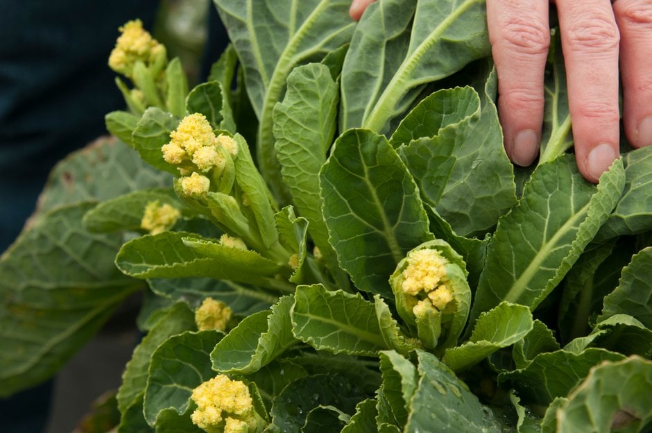 How to grow broccoli | RHS Guide