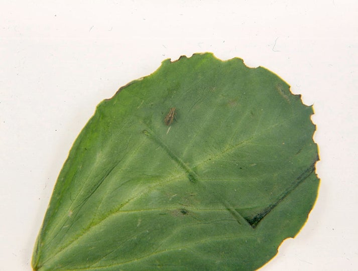 Pea and Bean Weevil: Identification and Control | RHS Advice