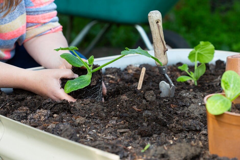 How to grow marrows | RHS Guide