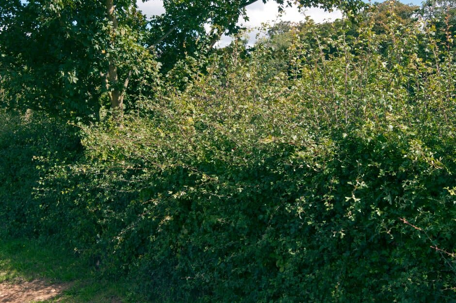 How to Trim a Hedge | RHS Advice