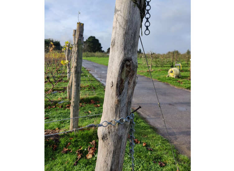 Grapes: Guyot training and pruning | RHS Advice