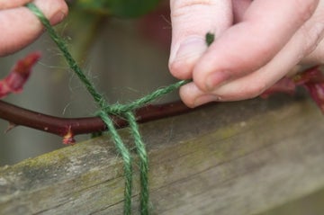 How to Tie-In Climbers | RHS Advice