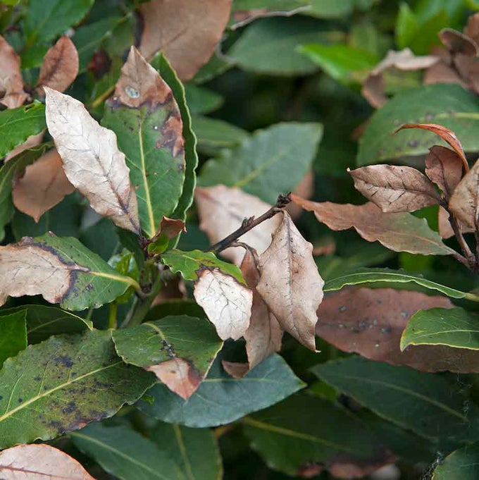Acer Leaf Scorch: Causes & Solutions | RHS Advice