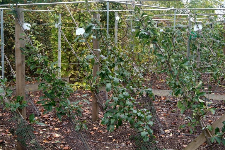 Apples and pears: pruning cordons | RHS Advice