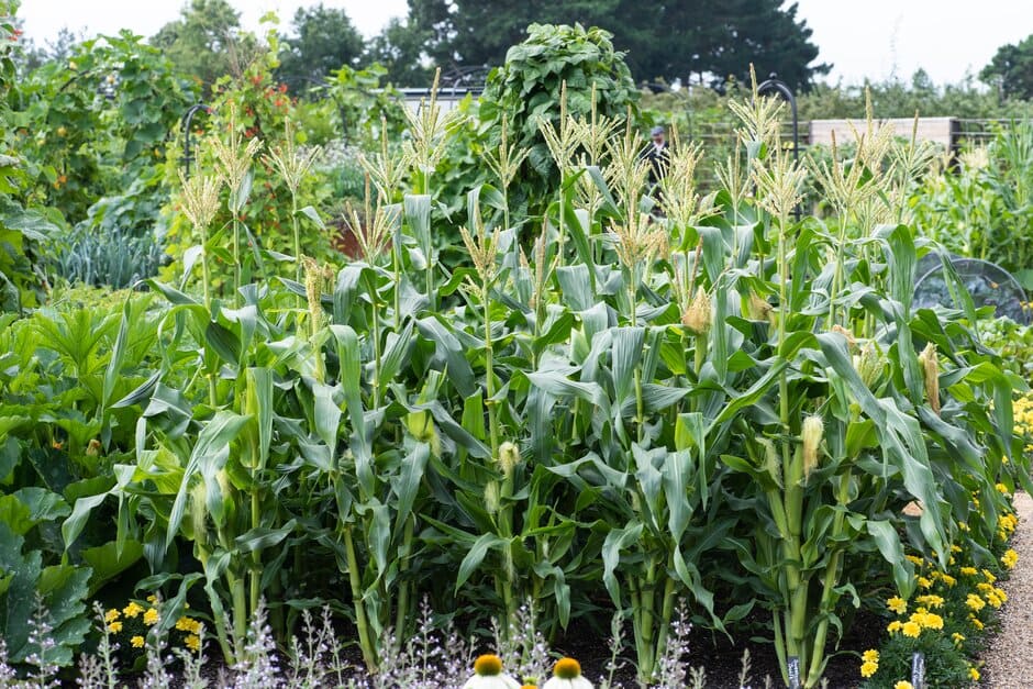How to grow Sweetcorn | RHS Guide