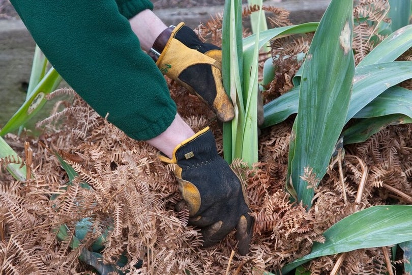Bracken: Control Methods | RHS Advice
