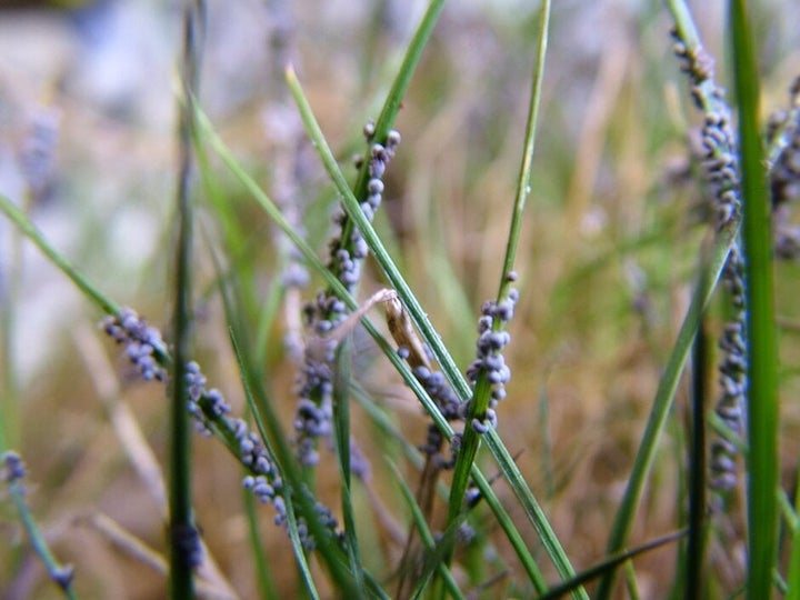 Slime Moulds in Gardens | RHS Advice