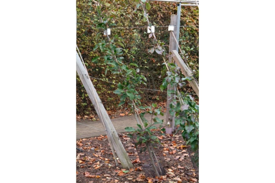 Apples and pears: starting a cordon | RHS Advice