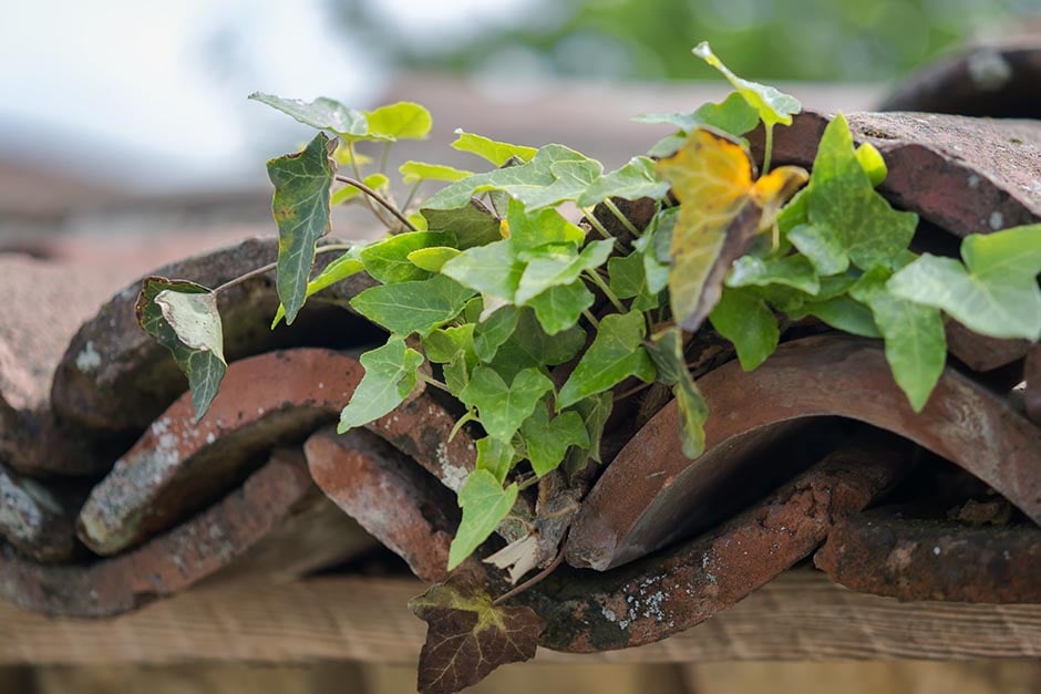 Ivy on buildings and fences | RHS Advice