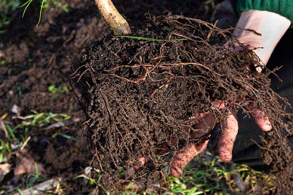 How to Plant a Shrub | RHS Advice