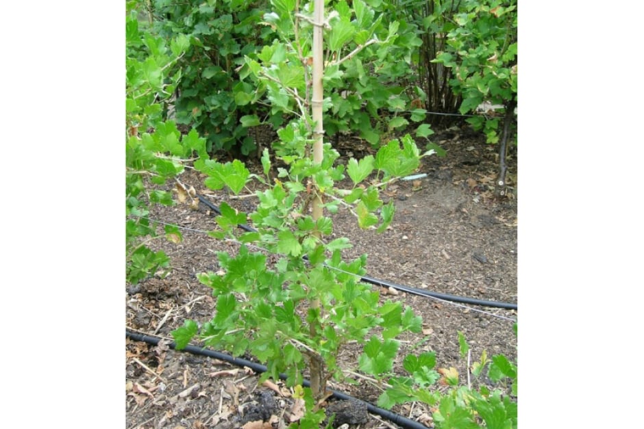 Gooseberries: pruning and training | RHS Advice