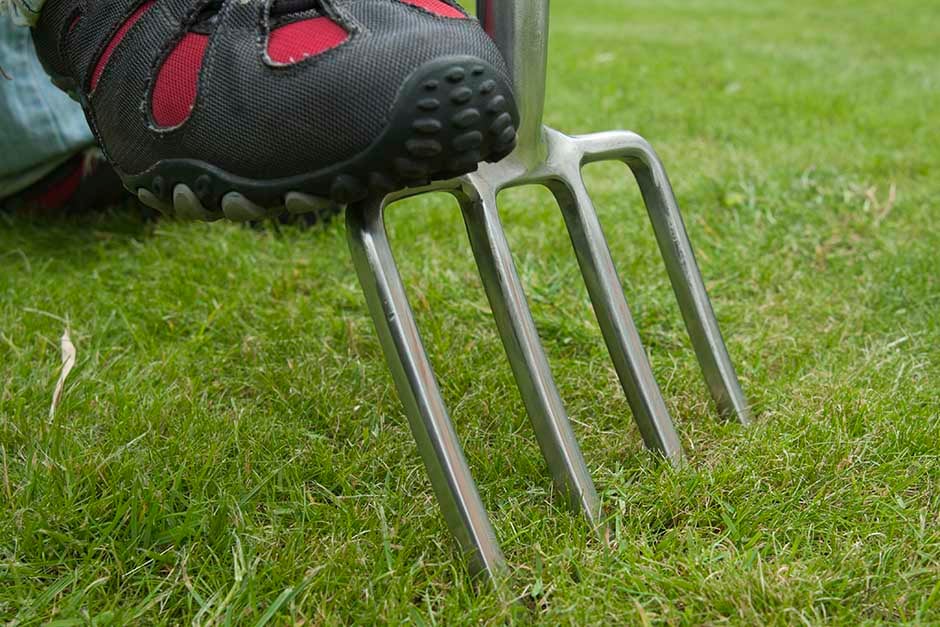 Algae and Liverworts in Lawns: How to Control | RHS Advice