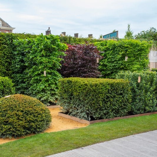 Plants for Noise Reduction | RHS Advice