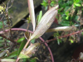 Shrubby Veronica Leaf Diseases | RHS Advice