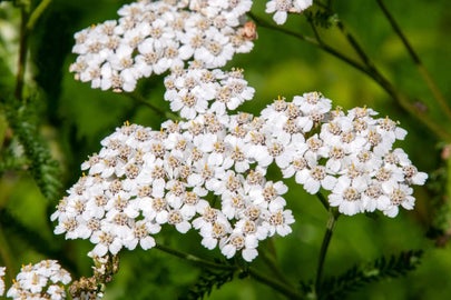 Yarrow in Lawns | RHS Advice