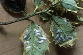 Soft Scale Insects: Identification and Control | RHS Advice