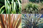 Phormium / RHS Plant Guide