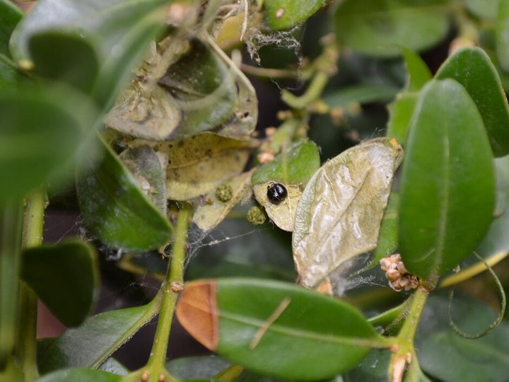 Box Tree Caterpillar: How to Protect Box Plants | RHS Advice