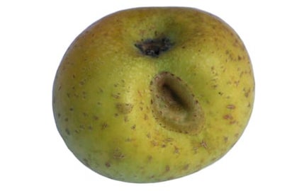 Apple tree problems: FAQs | RHS Advice