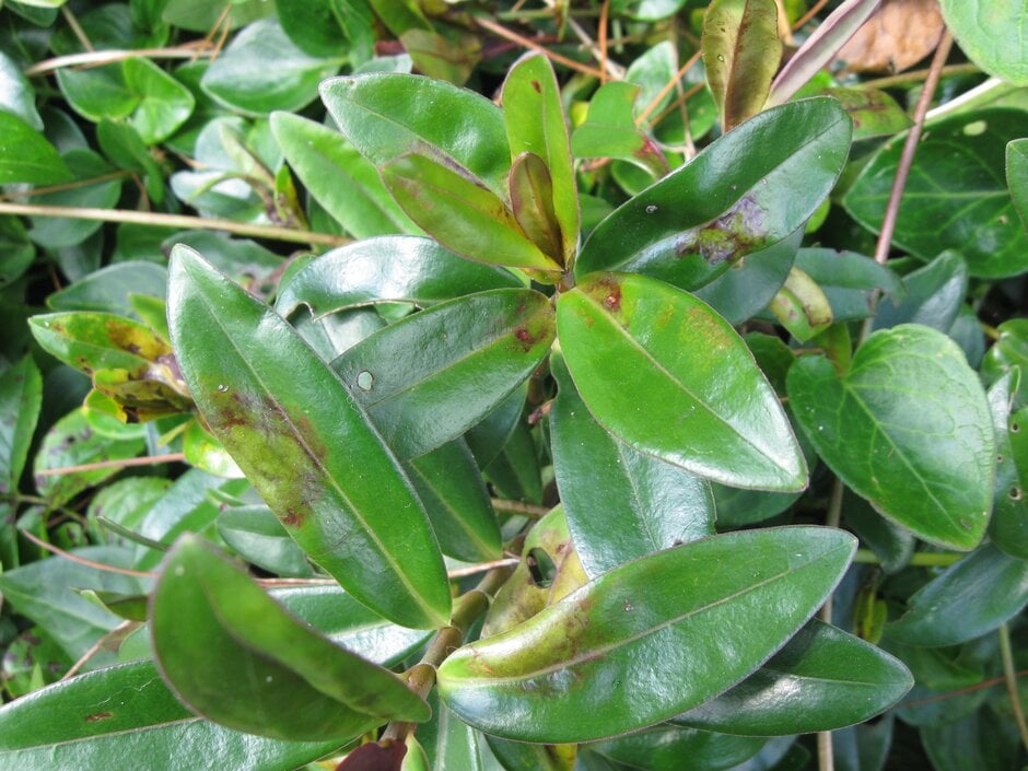 Shrubby Veronica Leaf Diseases | RHS Advice