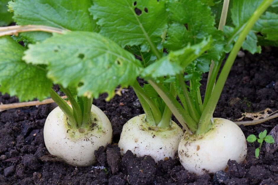 How to grow Turnips | RHS Guide