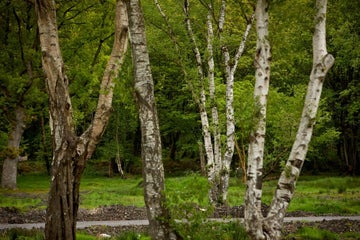 How Plants Absorb Nutrients | RHS Advice