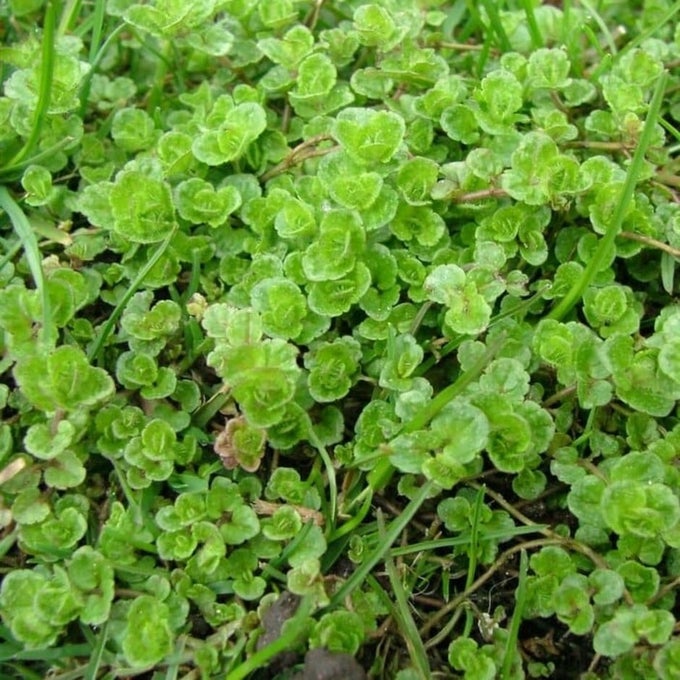Weeds on Hard Surfaces | RHS Advice