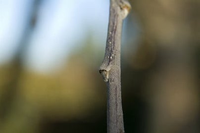 Apples and pears: identifying fruit buds | RHS Advice