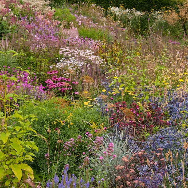 Prairie Planting Ideas and Maintenance | RHS Advice
