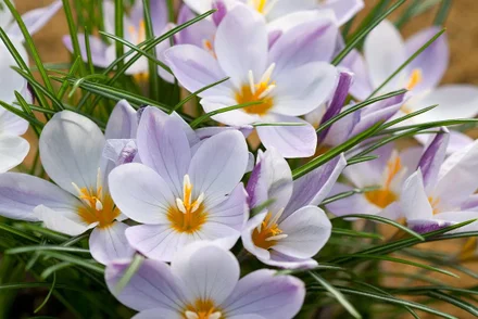 Crocus / RHS Plant Guide