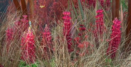 Hardy geraniums / RHS Plant Guide