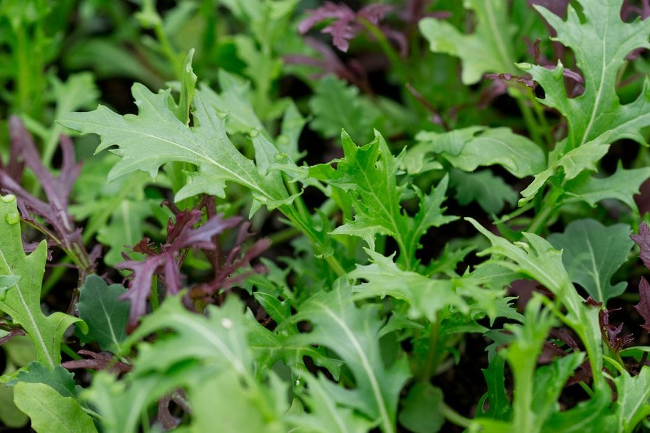 How to grow mizuna and mibuna | RHS Guide