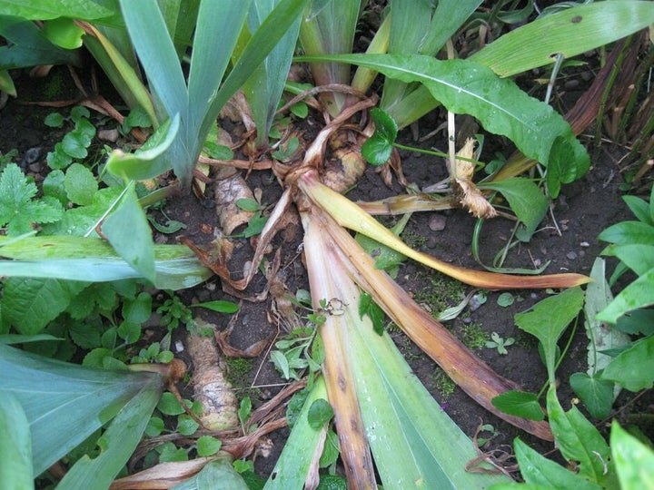 Iris diseases: Symptoms, Causes & Control | RHS Advice