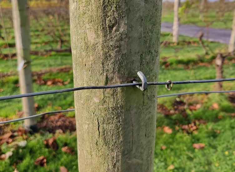 Grapes: Guyot training and pruning | RHS Advice