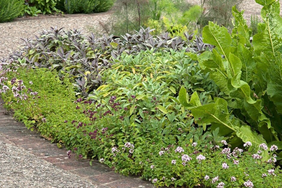 How to grow Oregano | RHS Guide