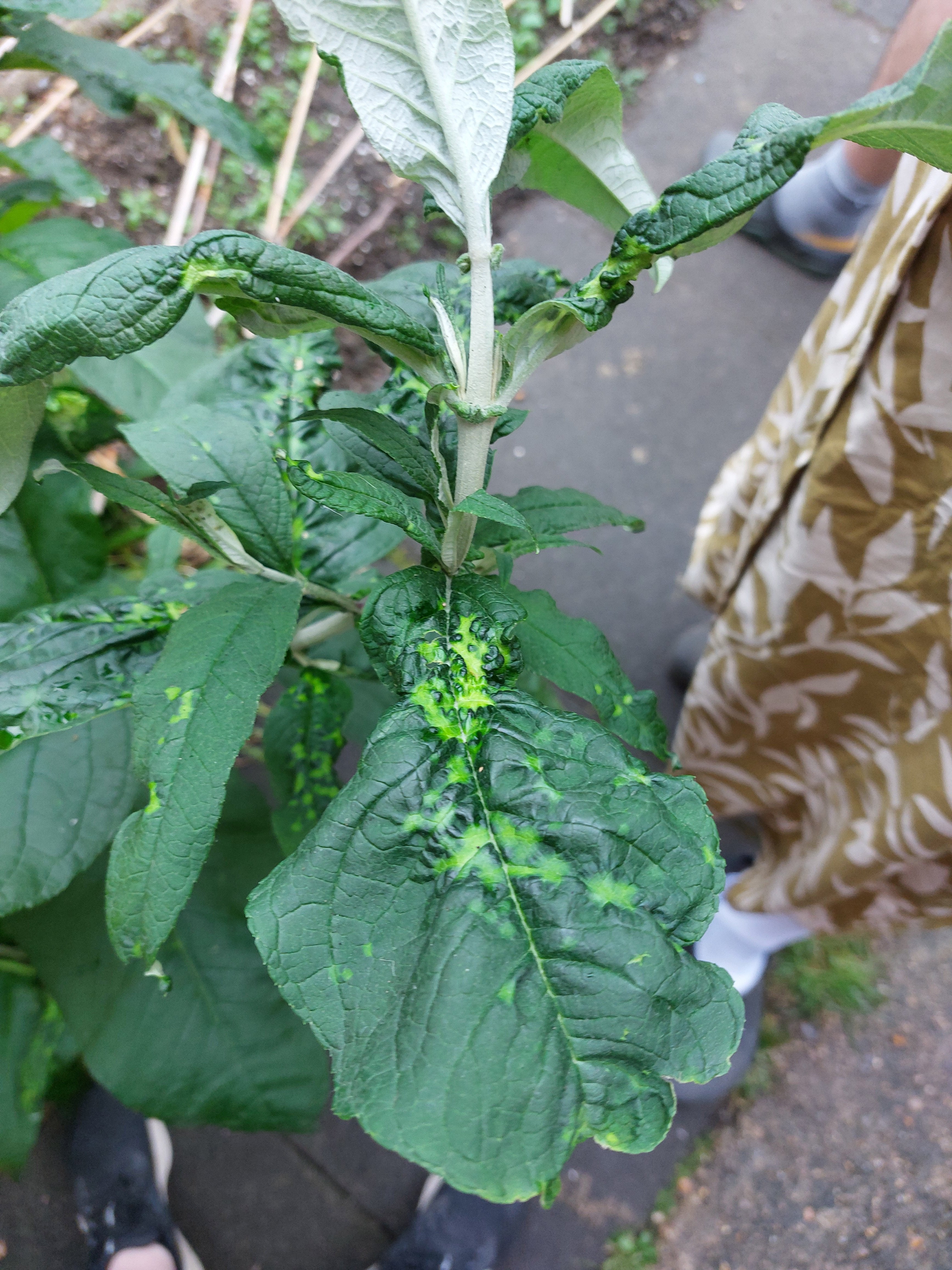 Aphids on Buddleja: Symptoms and Solutions | RHS Advice