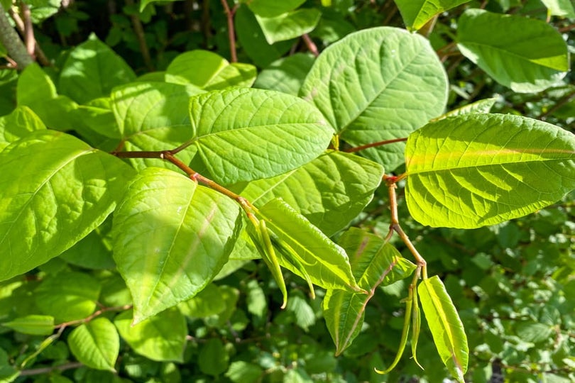 Japanese Knotweed | RHS Advice