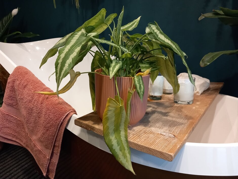 How to Help a Poorly Houseplant | RHS Advice