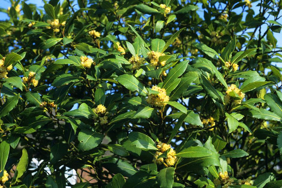 How to grow Bay | RHS Guide