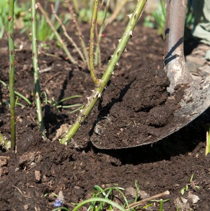 Nutrient deficiencies | RHS Advice