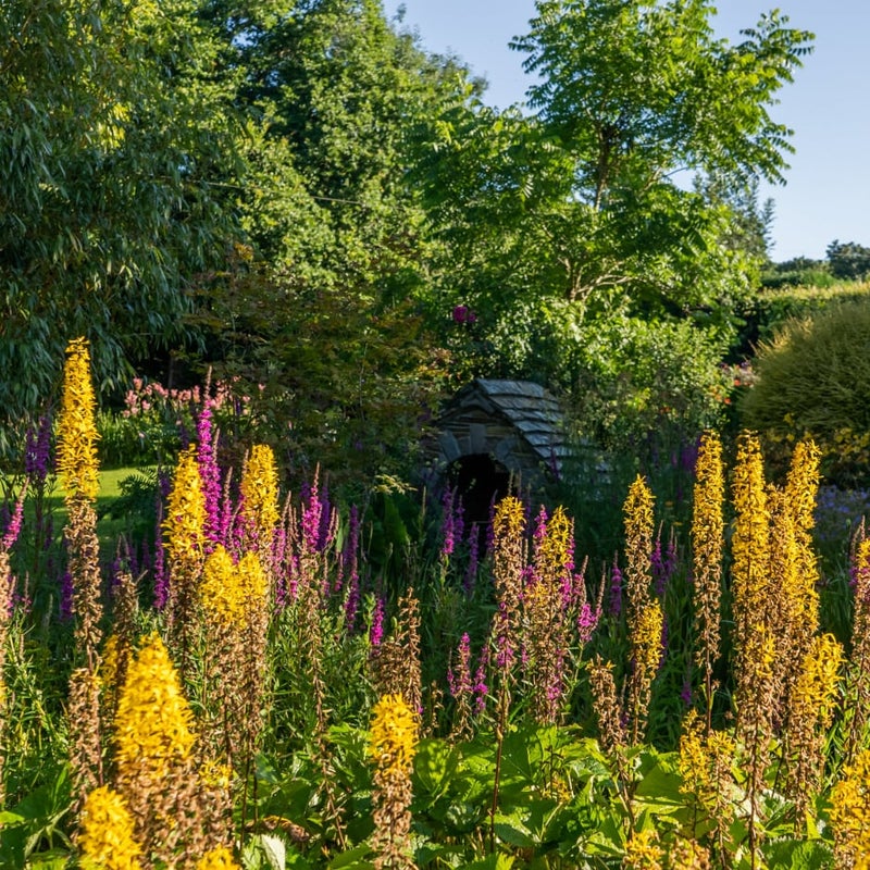 Damp soil planting ideas | RHS Advice