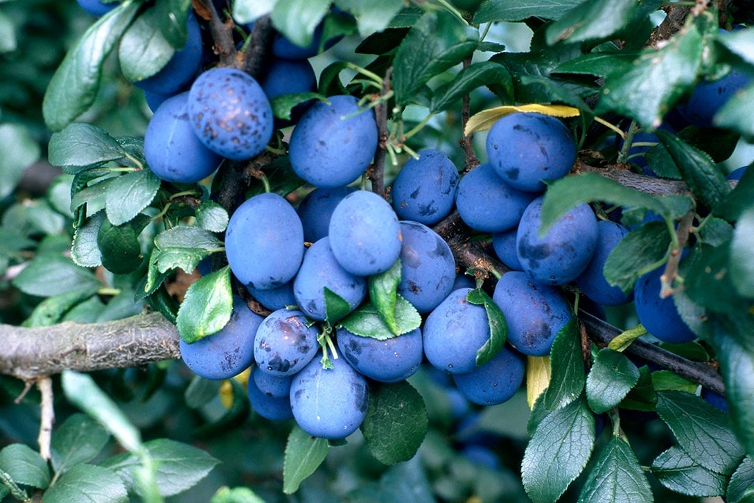 How to grow damsons | RHS Guide