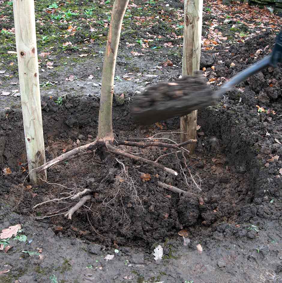 Trees and Shrubs: Planting Guide | RHS Advice