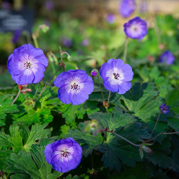 Planning a Beautiful Garden Border | RHS Advice