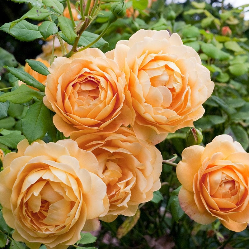 Commemorative Plant Naming | RHS Advice