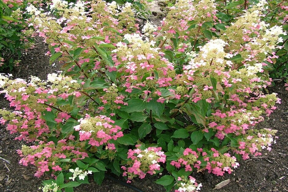 Part Shade: Buds and Blooms | RHS Advice