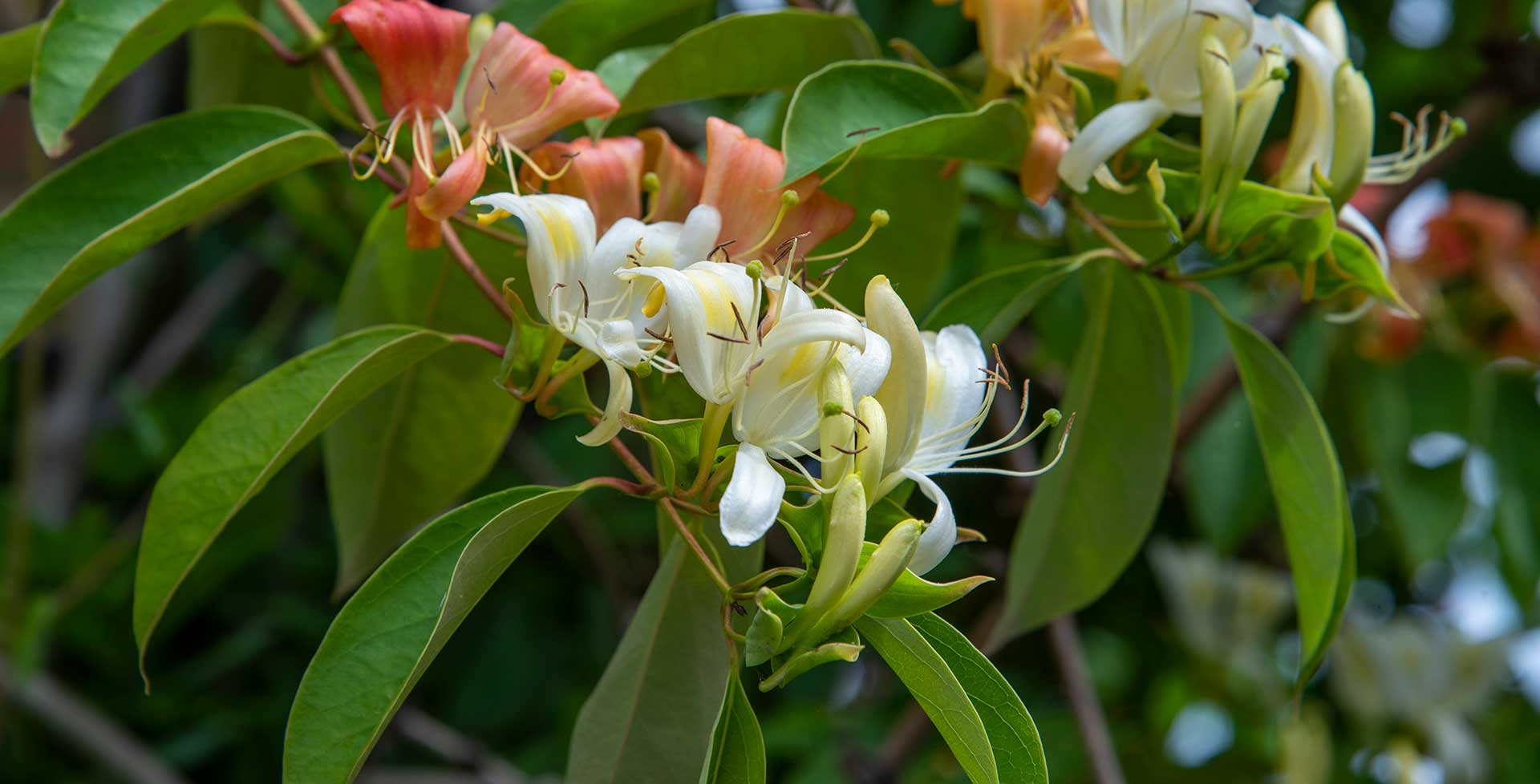 Honeysuckle (Lonicera) / RHS Plant Guide