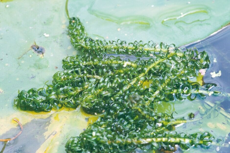 Invasive non-native plants | RHS Advice